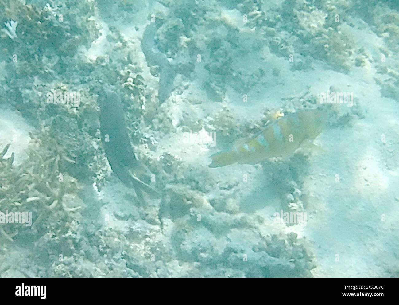 Rabbitfishes (Siganus) Actinopterygii Stock Photo - Alamy