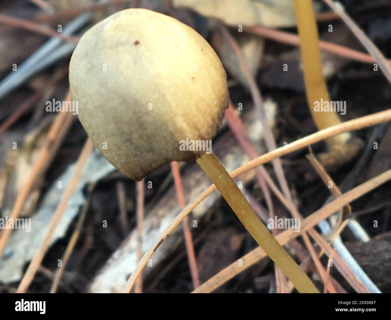 Brittlestems and Allies (Psathyrellaceae) Fungi Stock Photo - Alamy