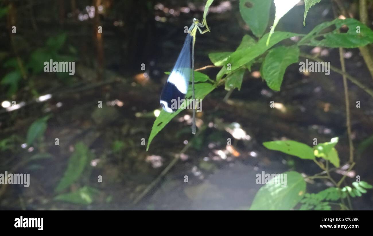 Blue-winged Helicopter (Megaloprepus caerulatus) Insecta Stock Photo ...