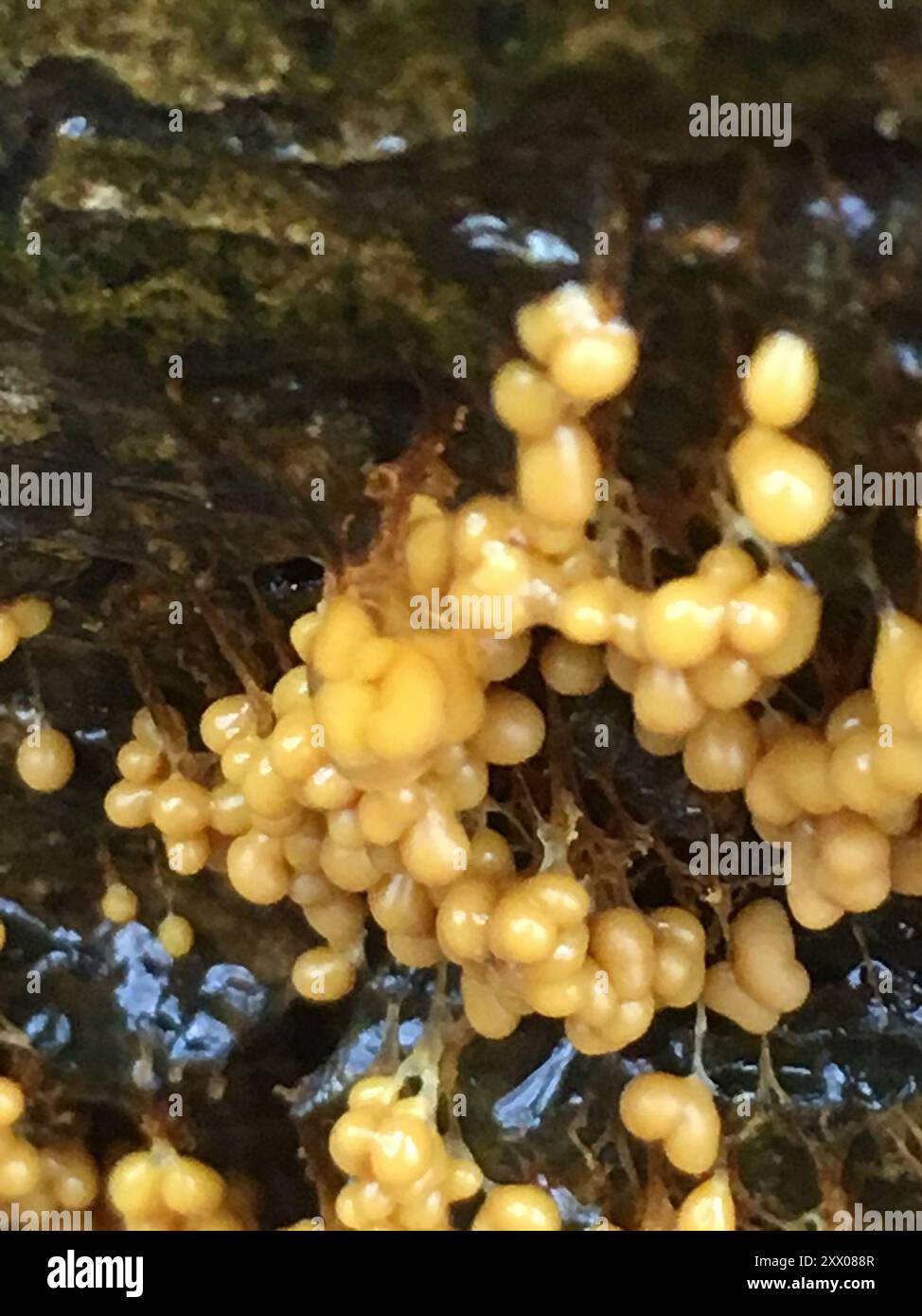 (Badhamia utricularis) Protozoa Stock Photo - Alamy