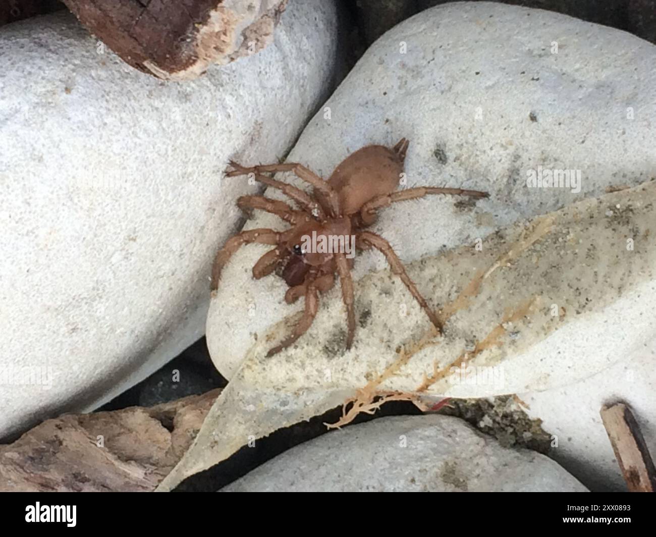 Mygalomorphs (Mygalomorphae) Arachnida Stock Photo - Alamy