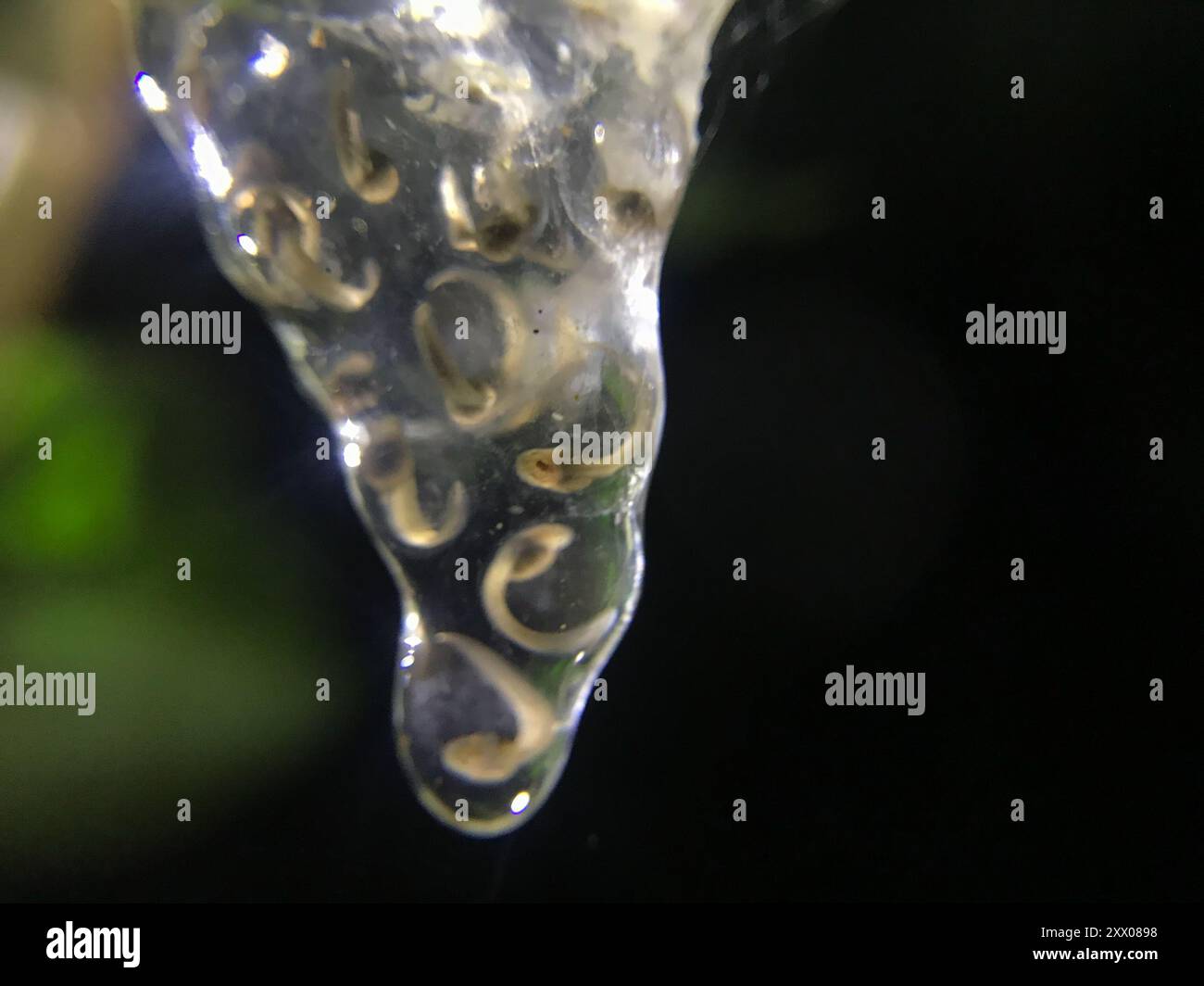 Tree Frogs and Allies (Hylidae) Amphibia Stock Photo - Alamy