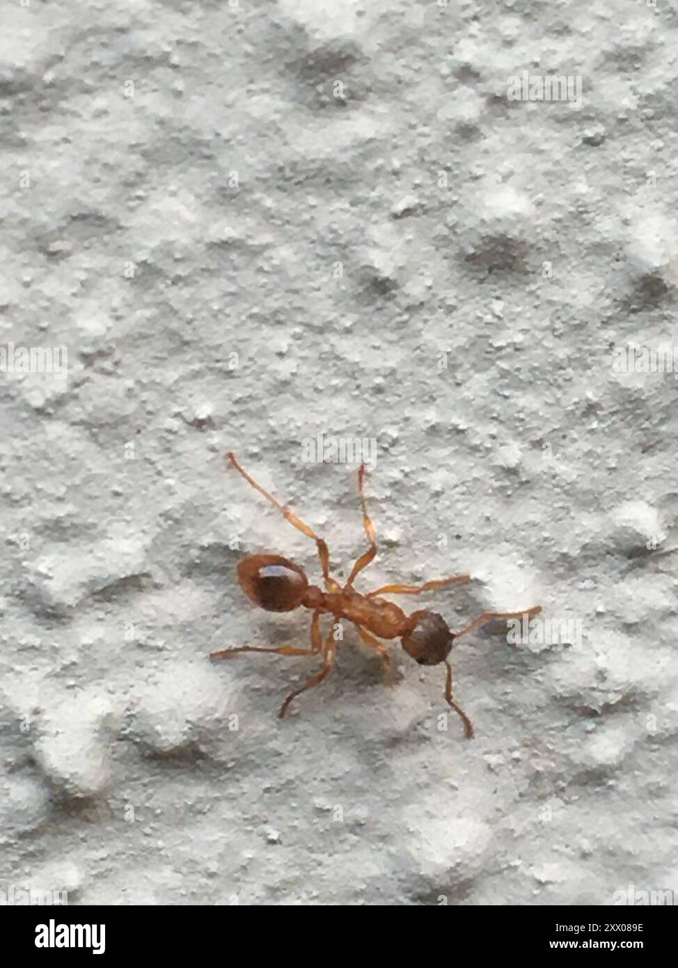 European fire ant (Myrmica rubra) Insecta Stock Photo - Alamy