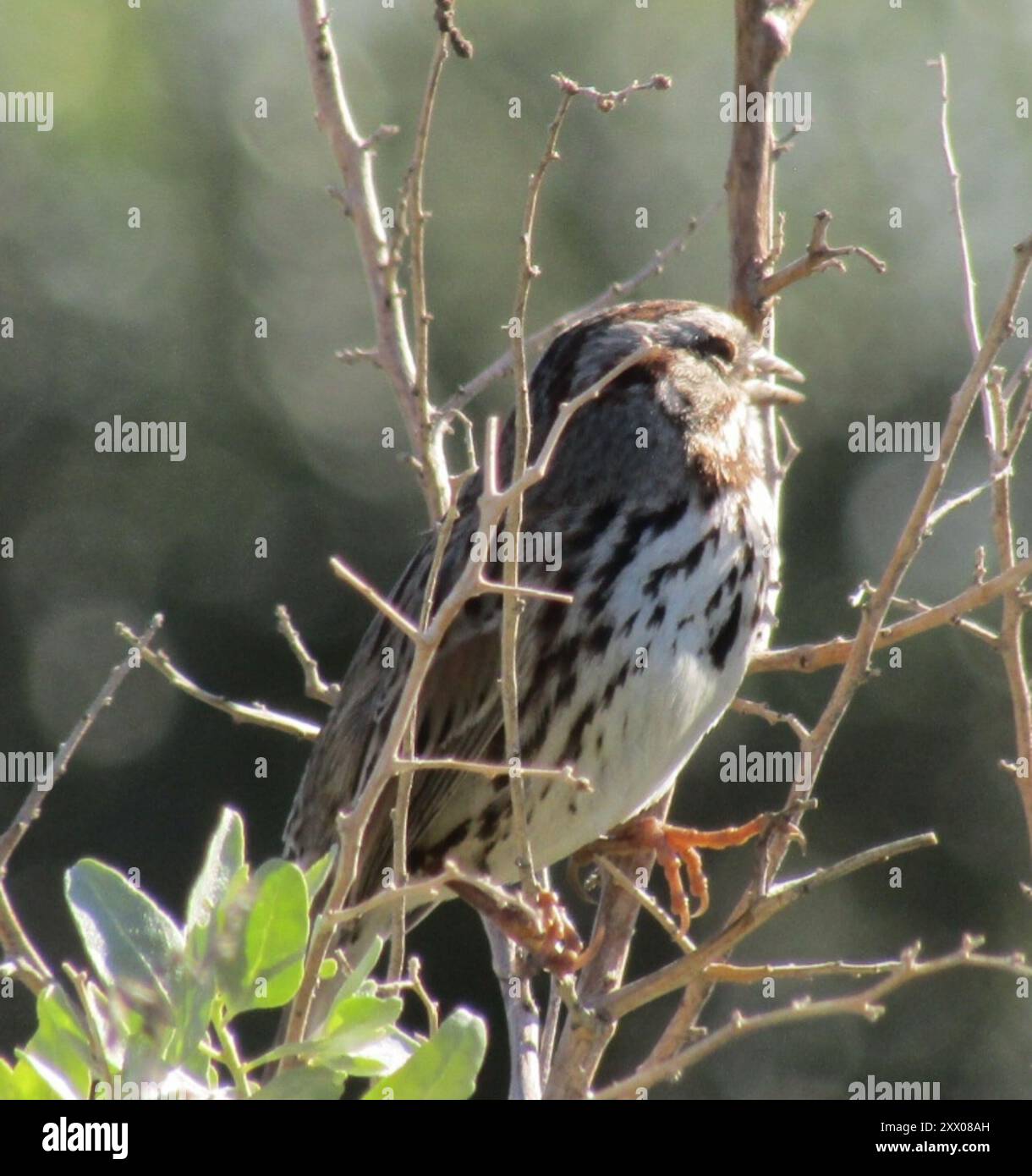 Song Sparrow (Melospiza melodia) Aves Stock Photo - Alamy