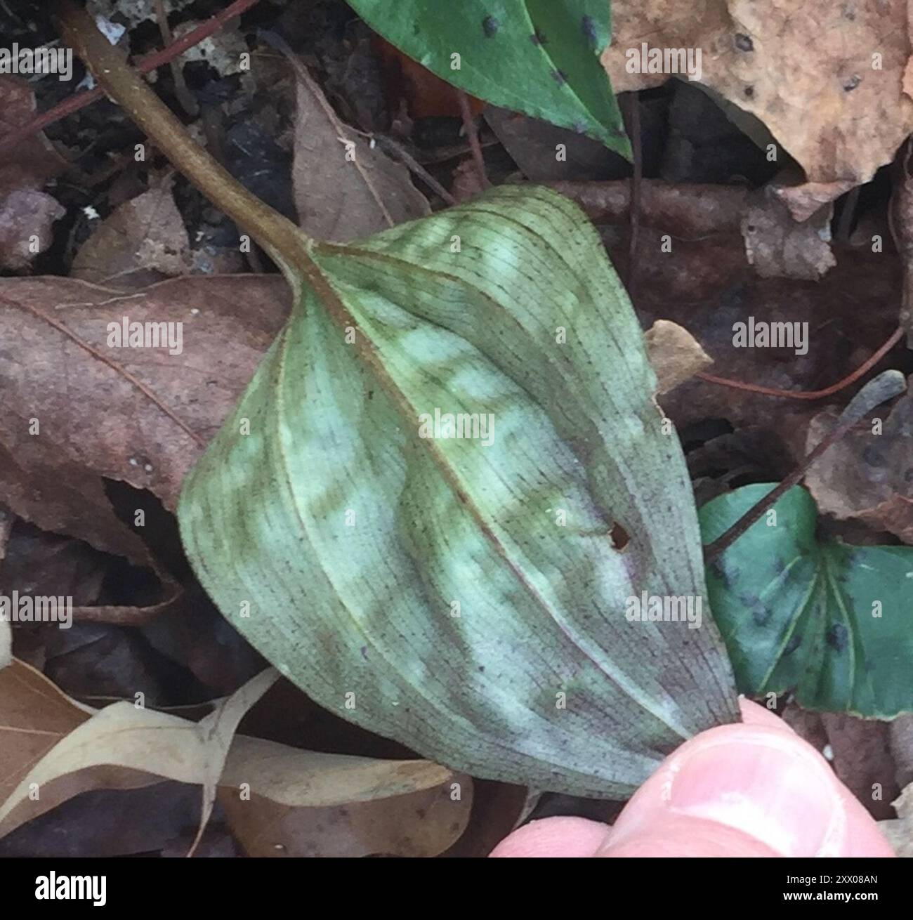 crane-fly orchid (Tipularia discolor) Plantae Stock Photo - Alamy