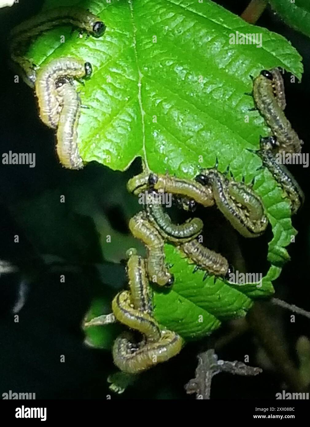 striped alder sawfly (Hemichroa crocea) Insecta Stock Photo - Alamy