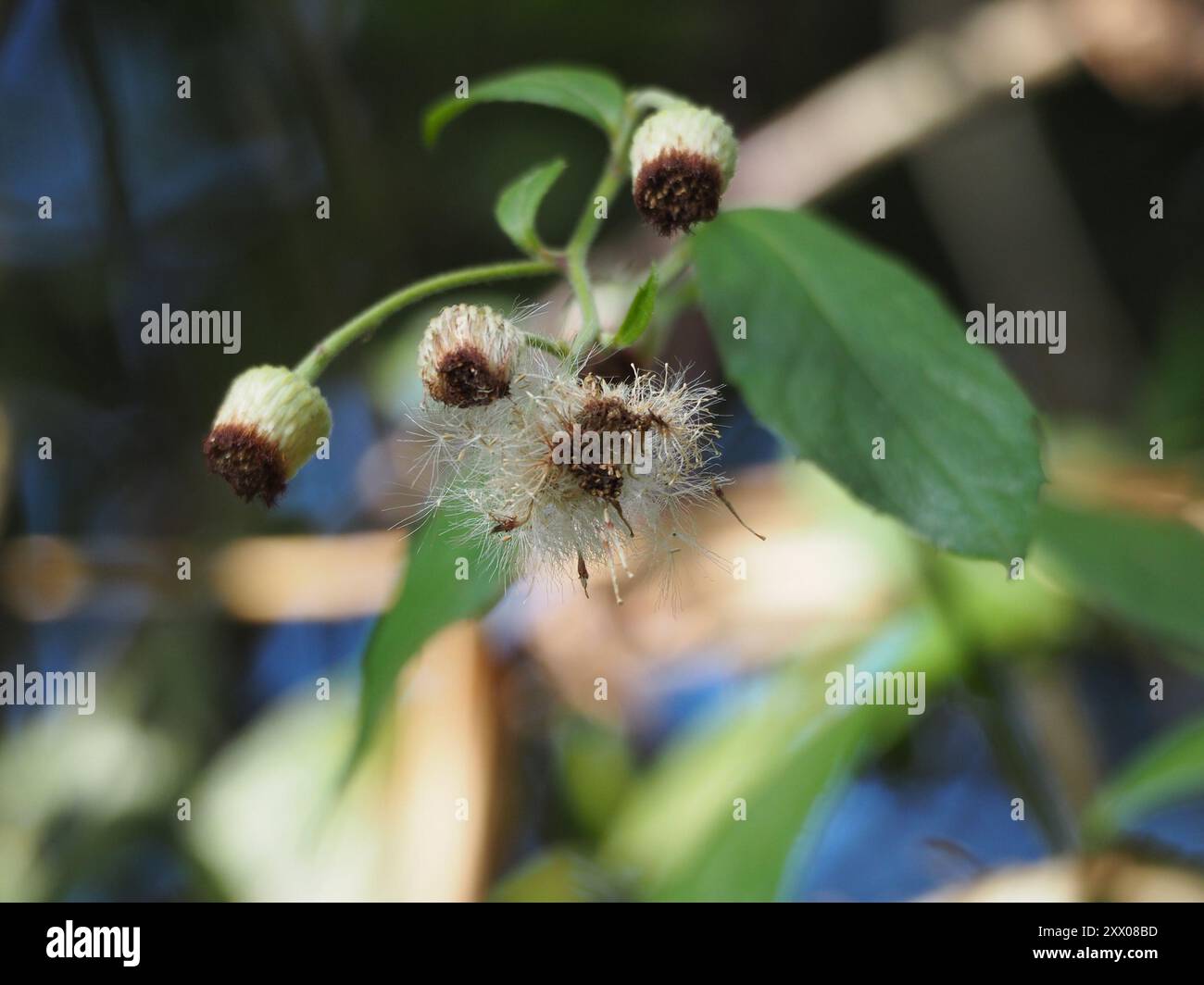Big-flowered Blumea (Blumea megacephala) Plantae Stock Photo - Alamy