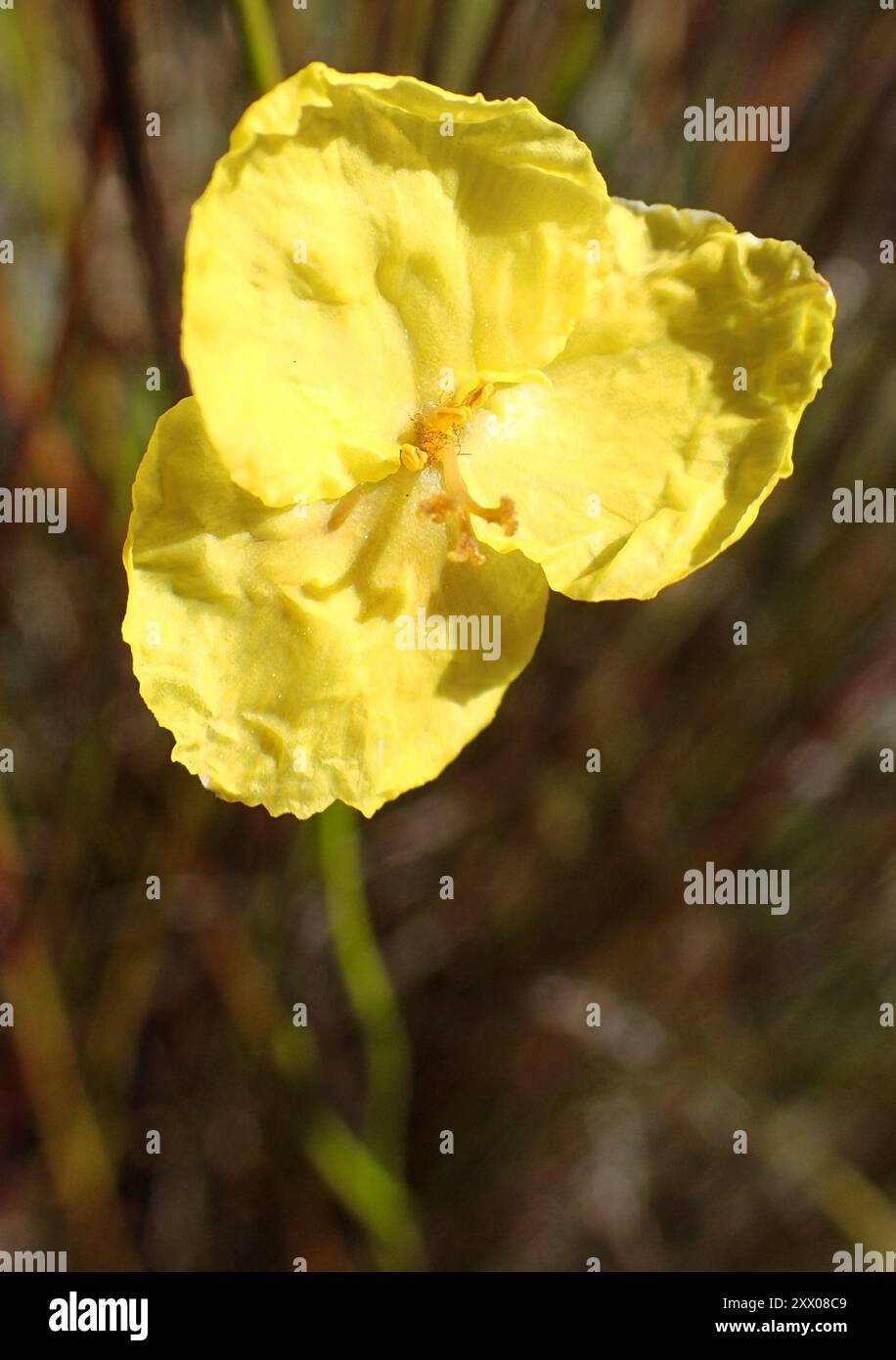 tall yellow-eye (Xyris operculata) Plantae Stock Photo - Alamy