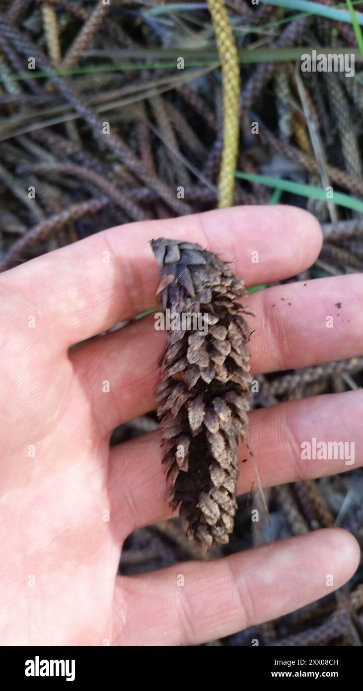 Cook pine (Araucaria columnaris) Plantae Stock Photo - Alamy