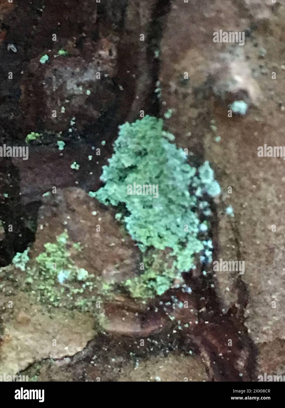 Dust Lichens (Lepraria) Fungi Stock Photo - Alamy