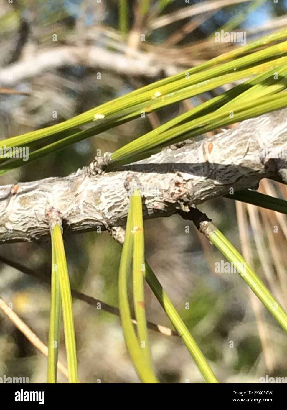 maritime pine (Pinus pinaster) Plantae Stock Photo - Alamy