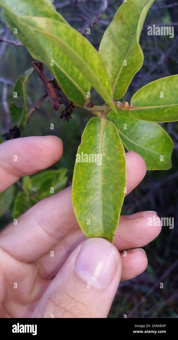 ʻŌhiʻa Lehua (Metrosideros polymorpha) Plantae Stock Photo - Alamy