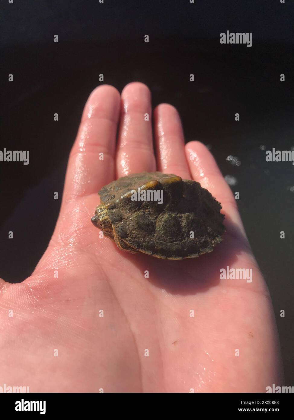 Texas Map Turtle (Graptemys versa) Reptilia Stock Photo - Alamy