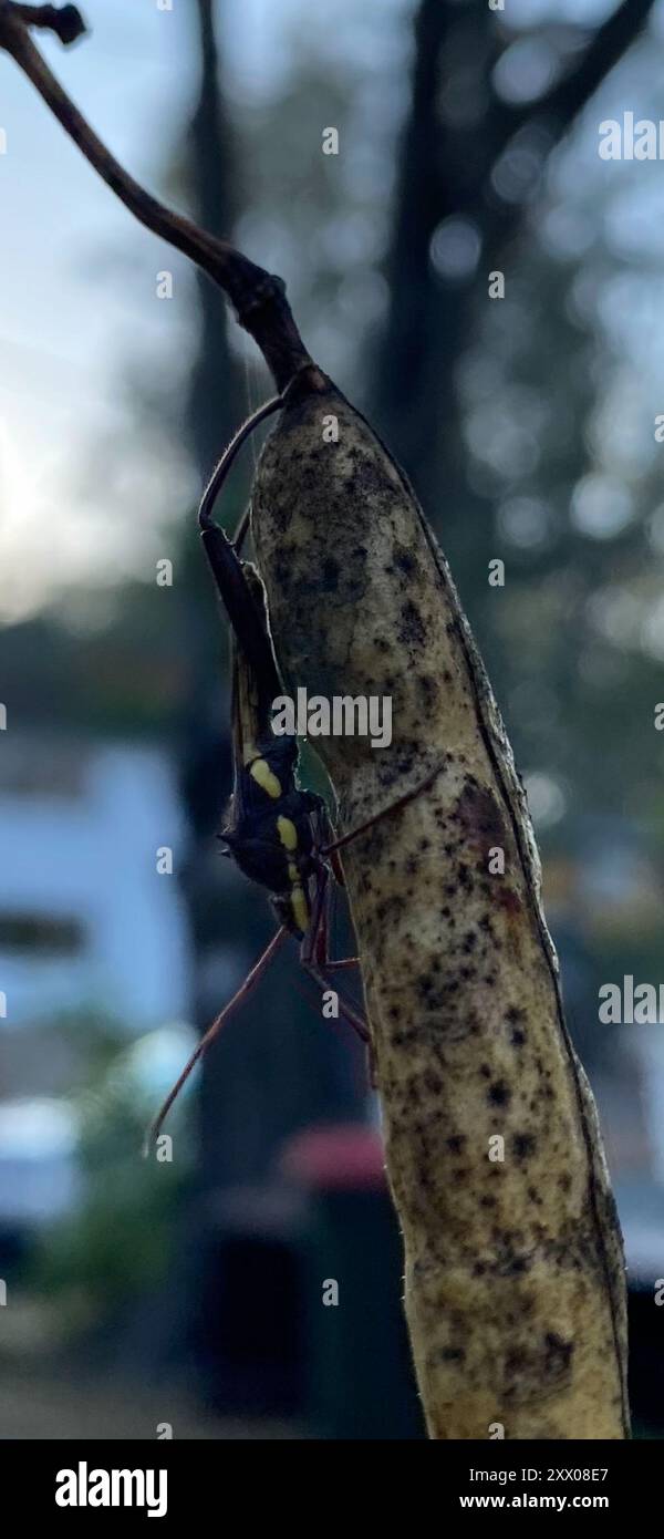 brown bean bug (Riptortus serripes) Insecta Stock Photo - Alamy