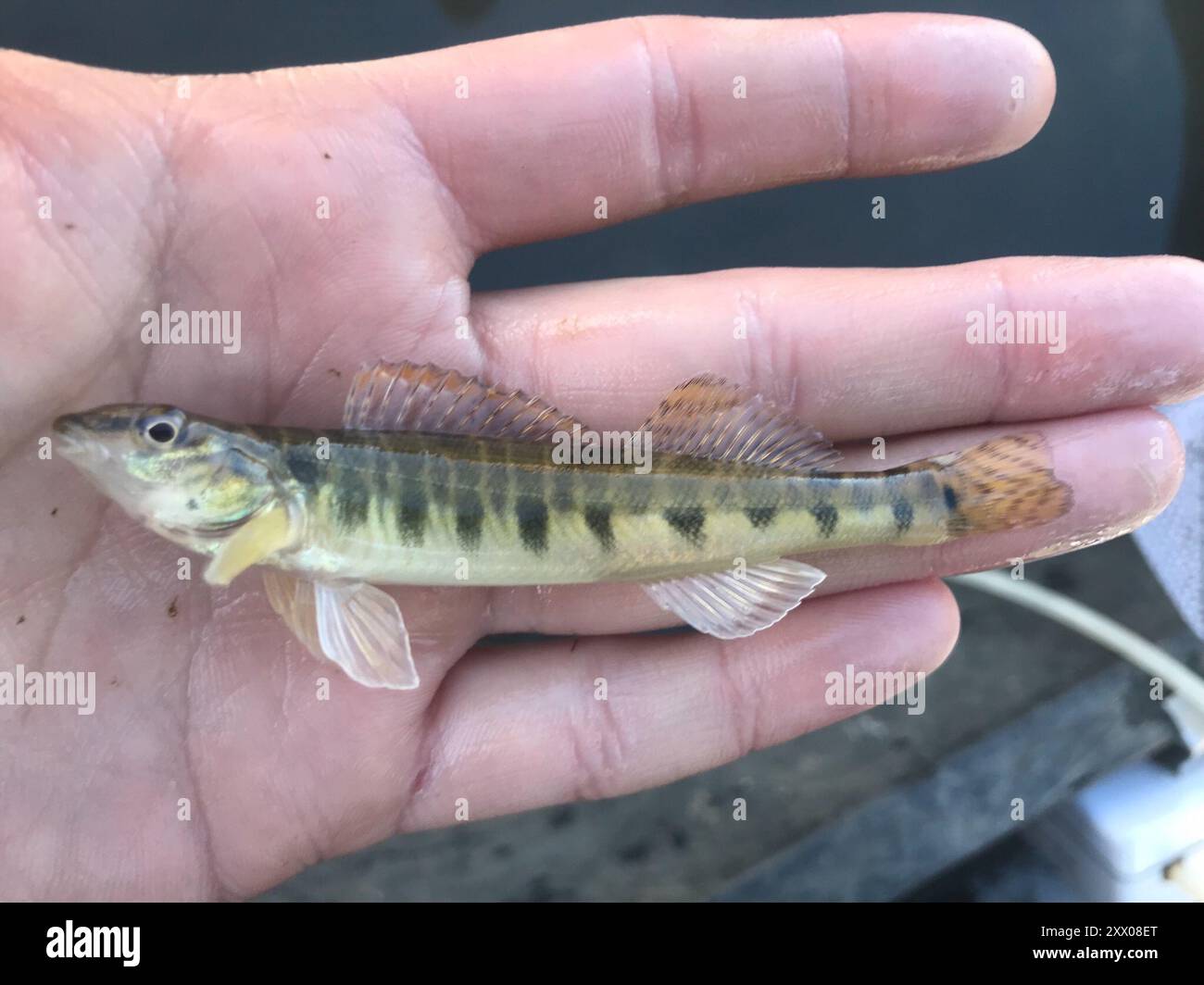 Texas Logperch (Percina carbonaria) Actinopterygii Stock Photo - Alamy