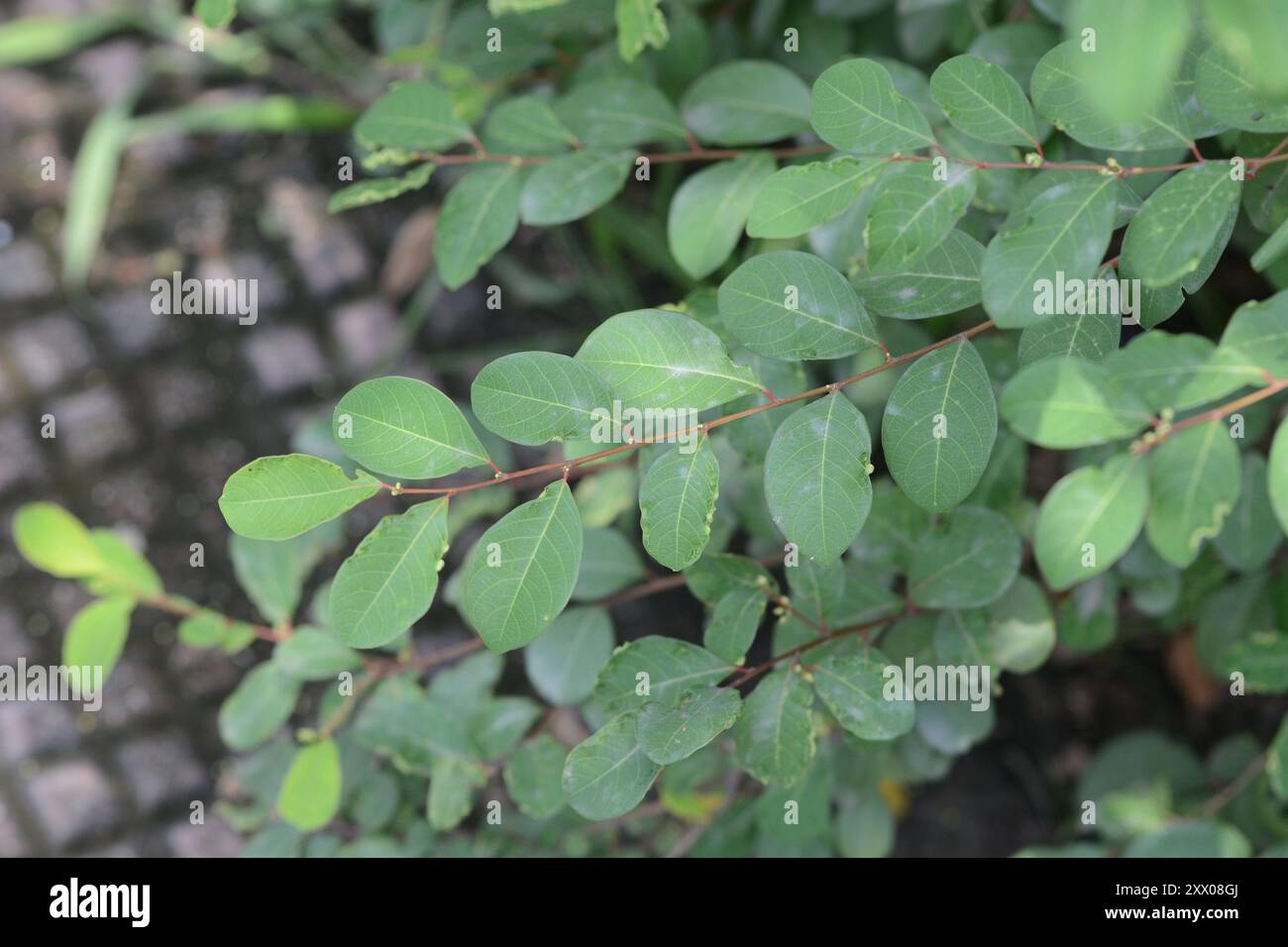 Indian snowberry hi-res stock photography and images - Alamy