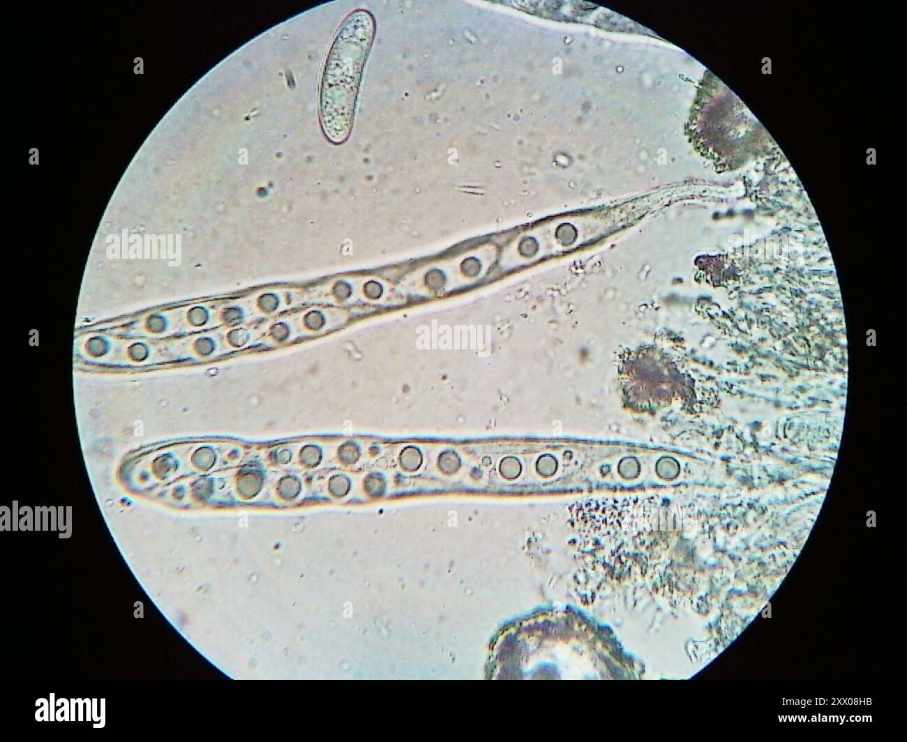 (Propolis farinosa) Fungi Stock Photo - Alamy