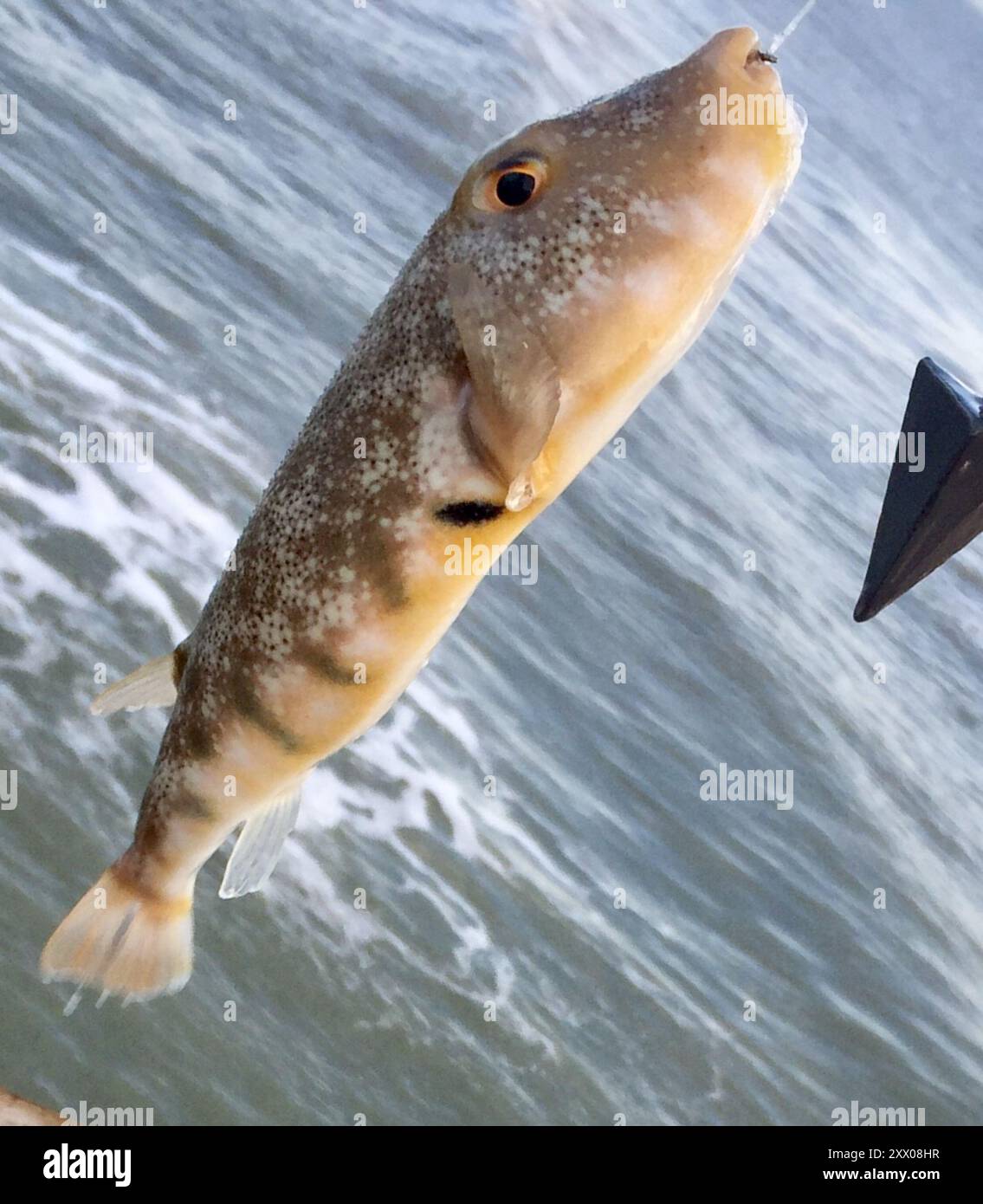 Northern Puffer (Sphoeroides maculatus) Actinopterygii Stock Photo - Alamy