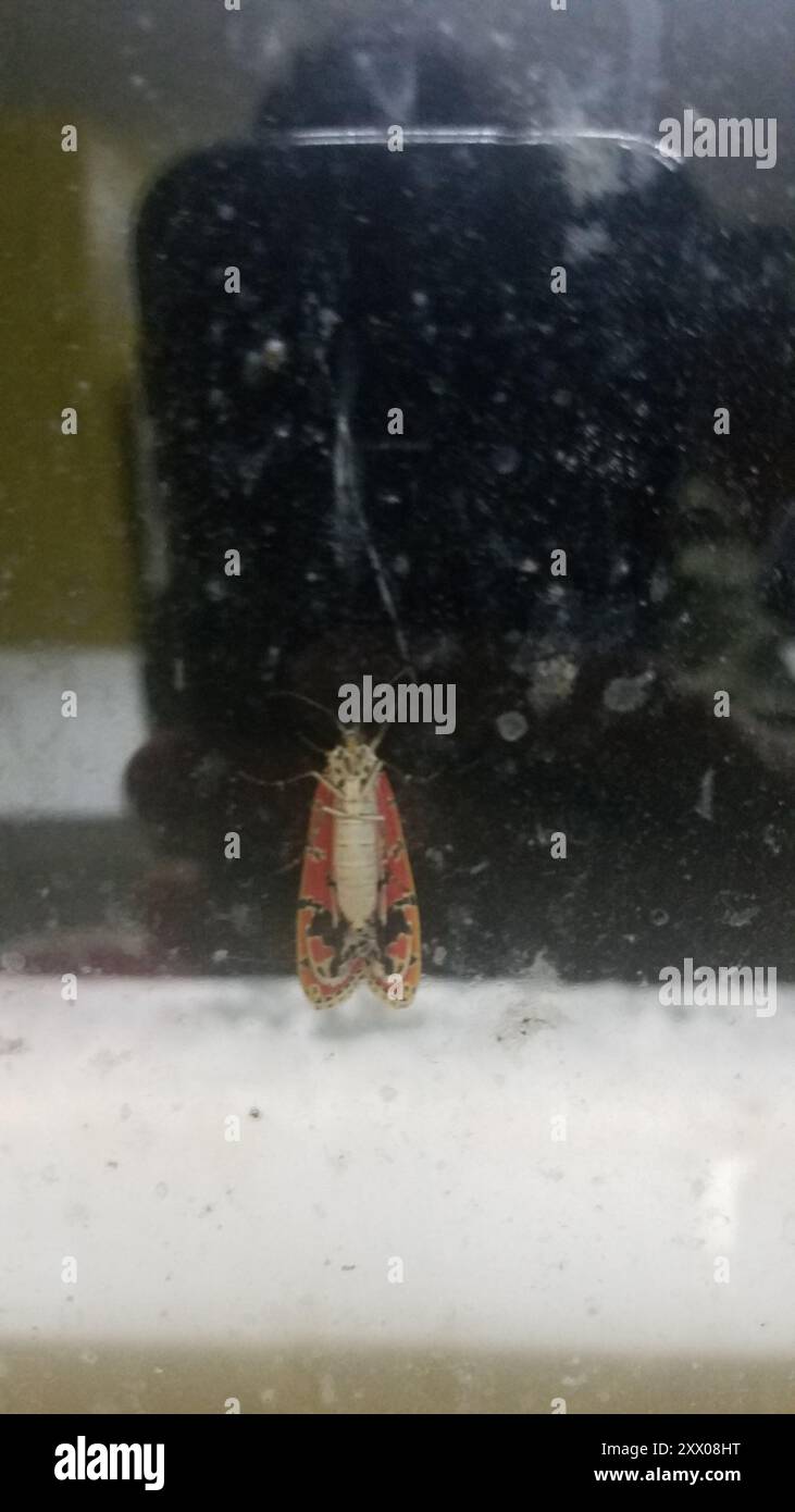 Ornate Bella Moth (Utetheisa ornatrix) Insecta Stock Photo - Alamy