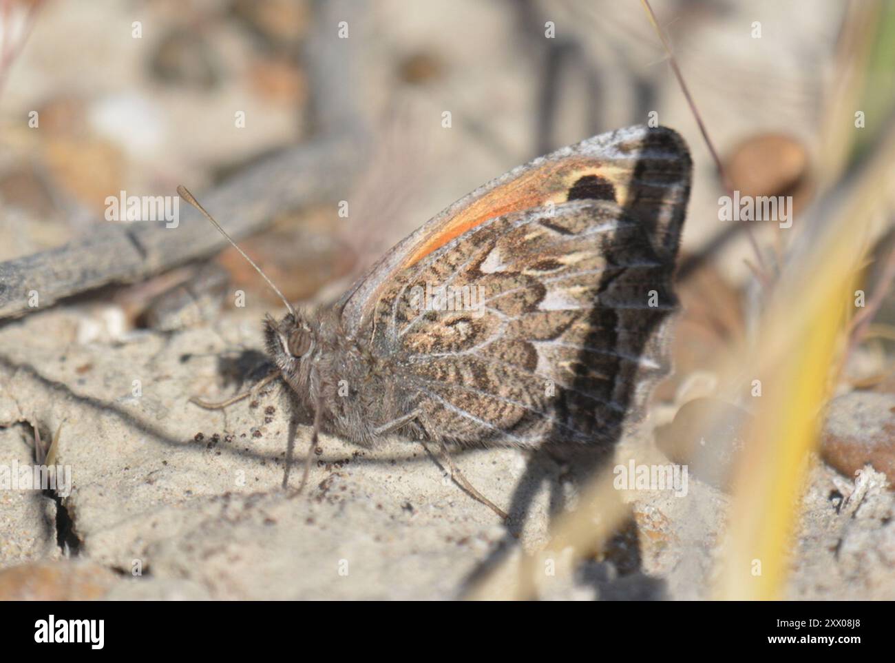 (Argyrophorus chiliensis elwesi) Insecta Stock Photo - Alamy