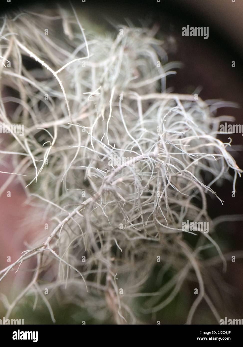 beard lichens (Usnea) Fungi Stock Photo - Alamy
