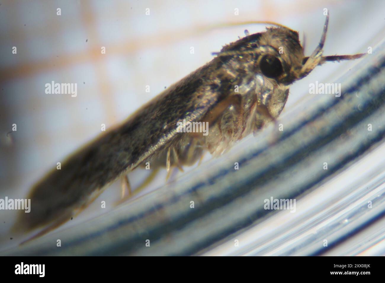 Brown House Moth (Hofmannophila pseudospretella) Insecta Stock Photo ...