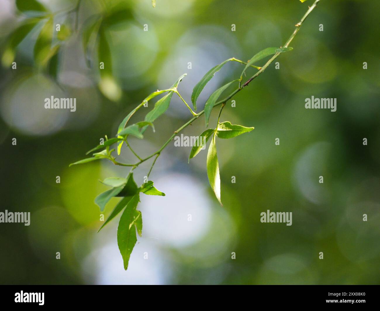 orange climber (Zanthoxylum asiaticum) Plantae Stock Photo - Alamy