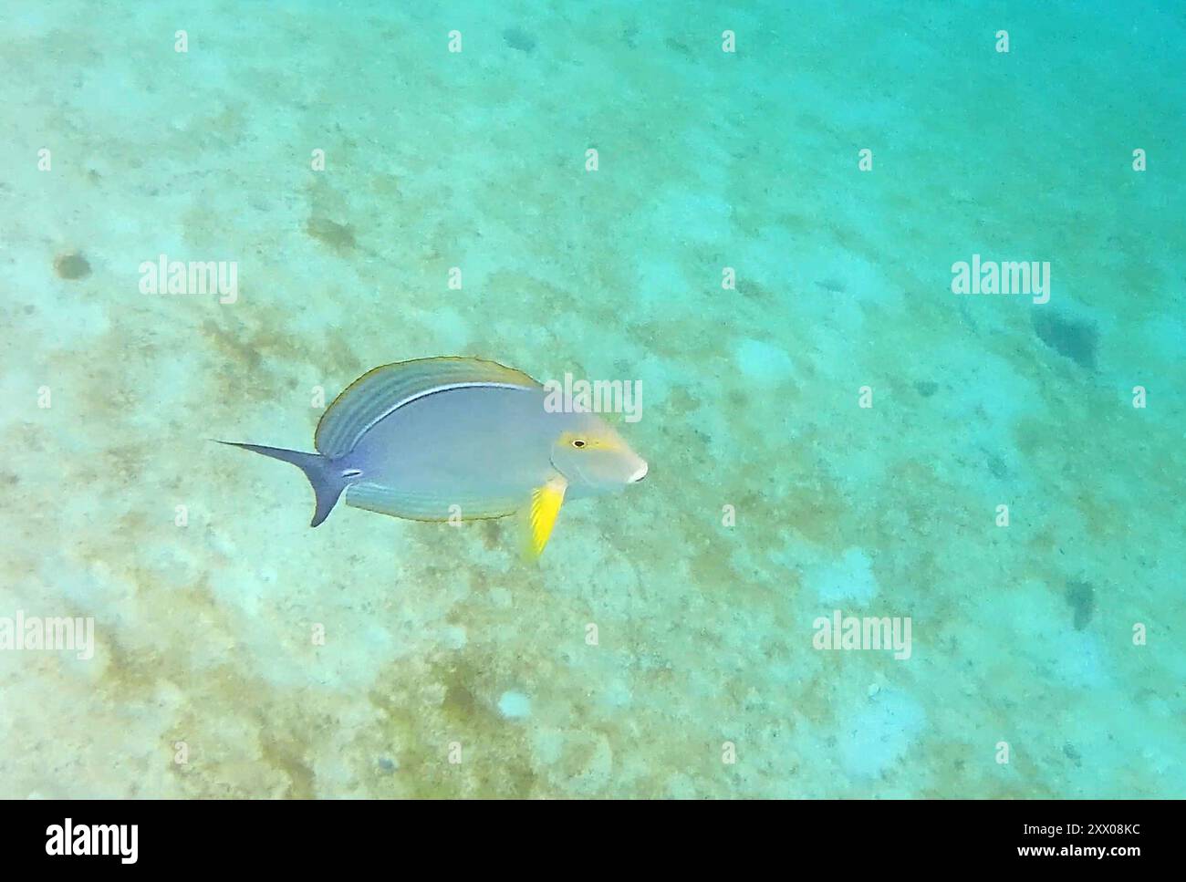 Yellowfin Surgeonfish (Acanthurus xanthopterus) Actinopterygii Stock ...
