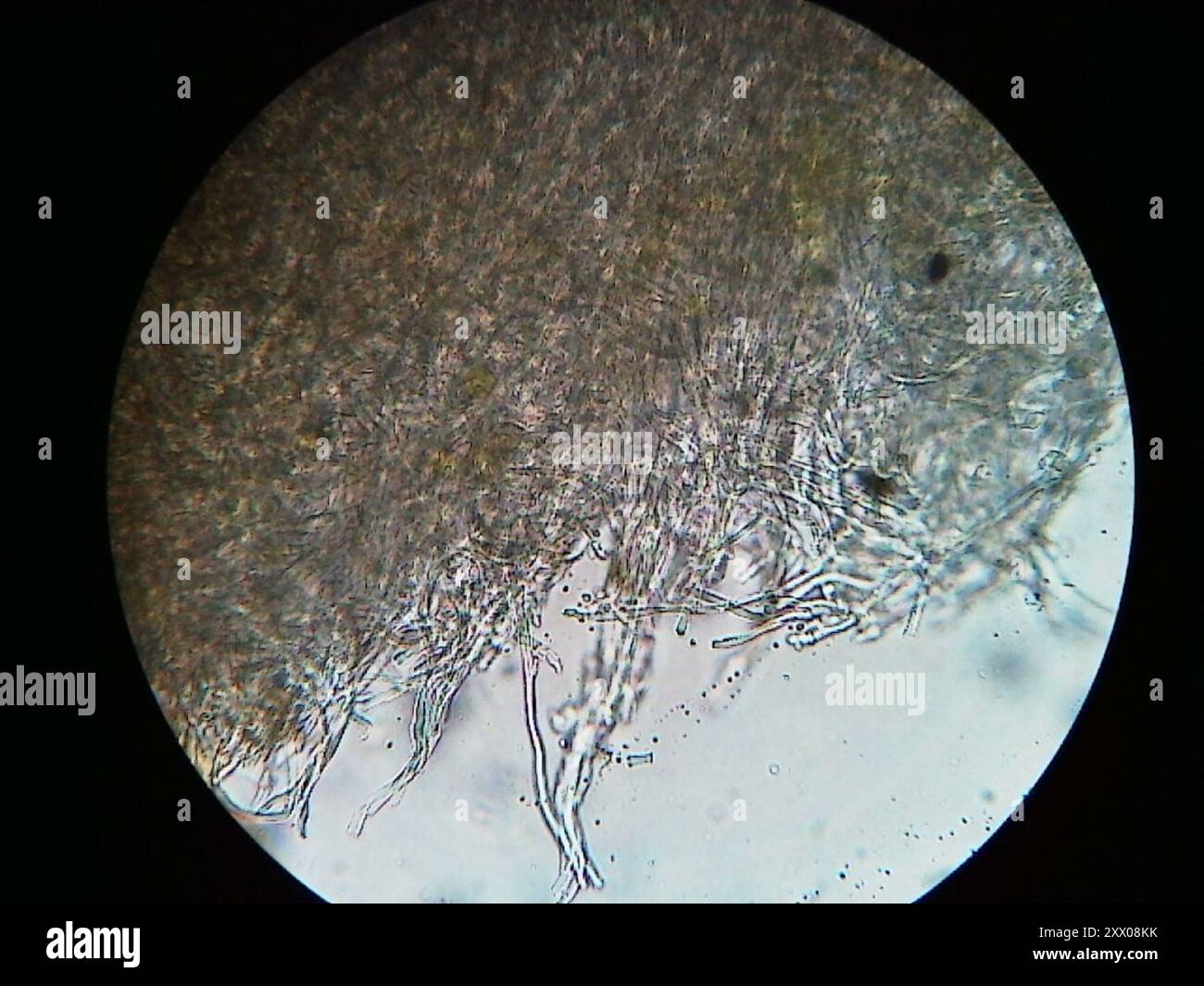 (Trichaptum subchartaceum) Fungi Stock Photo - Alamy