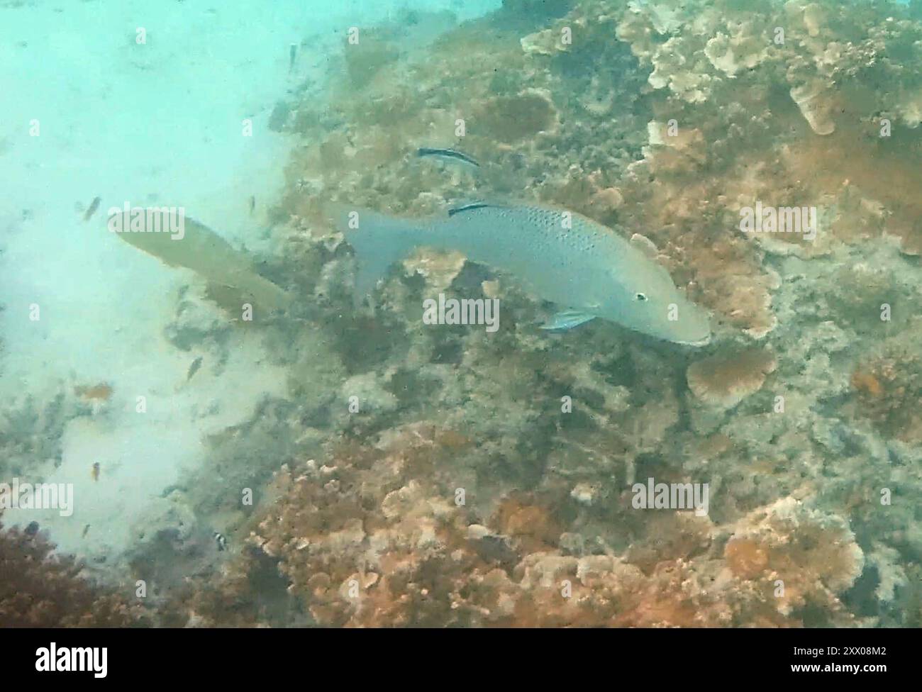 Spangled Emperor (Lethrinus nebulosus) Actinopterygii Stock Photo - Alamy