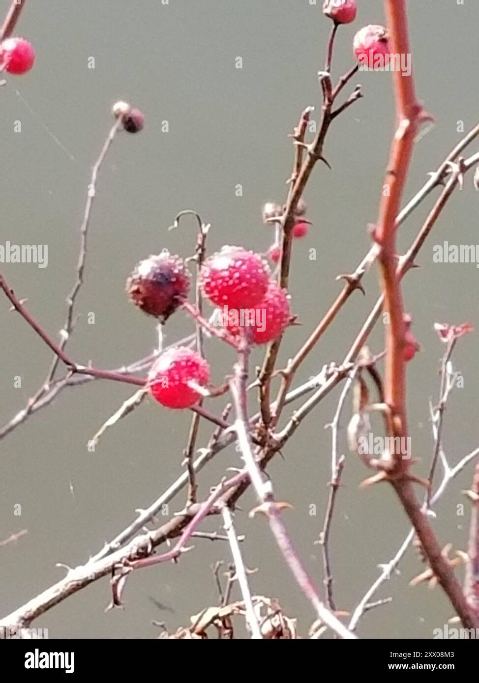 swamp rose (Rosa palustris) Plantae Stock Photo - Alamy