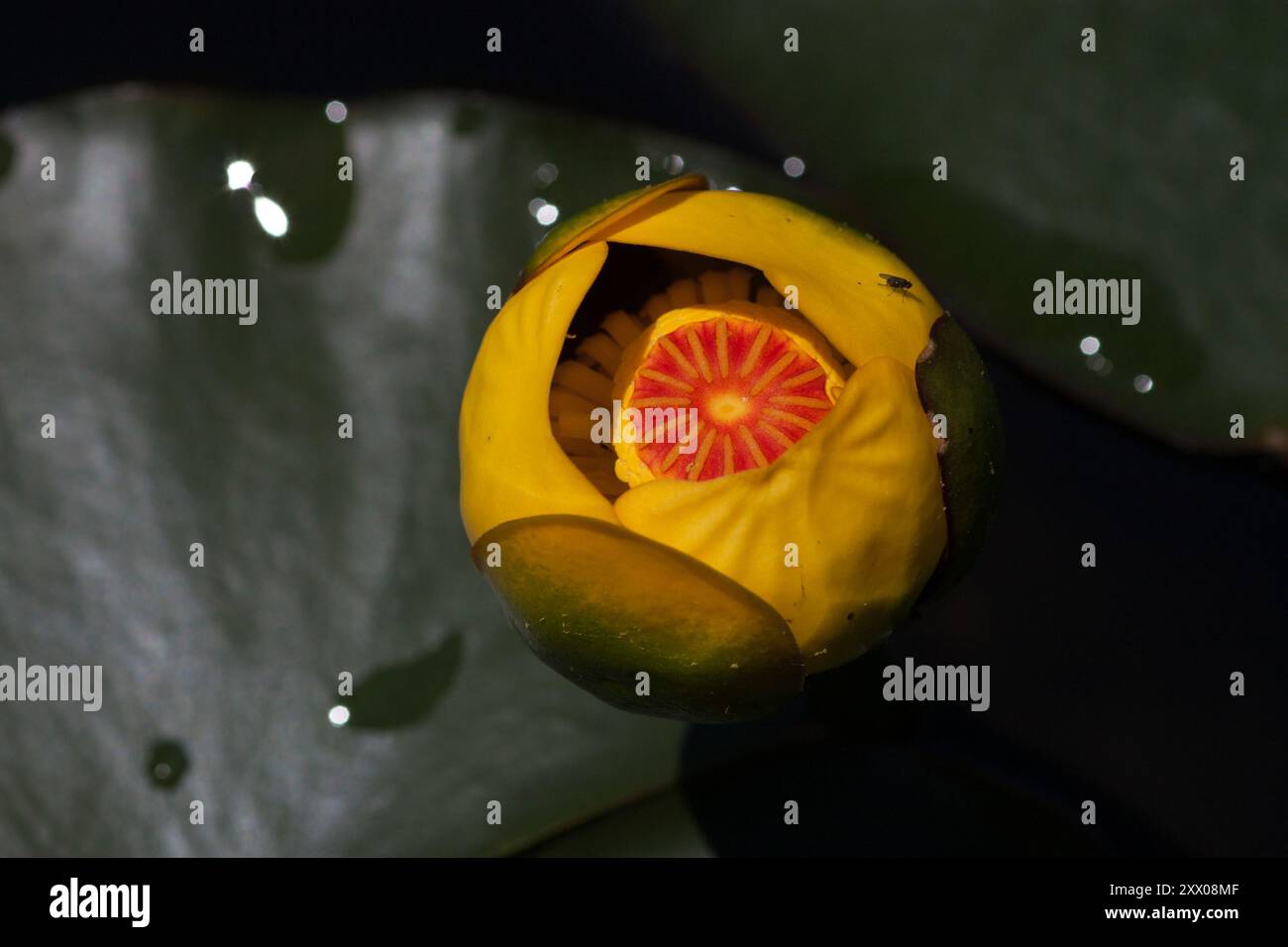 yellow pond-lilies (Nuphar) Plantae Stock Photo - Alamy