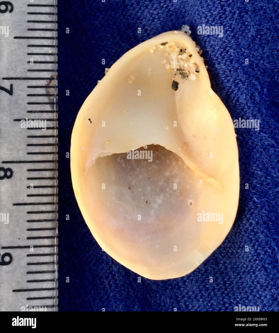 Common Atlantic Slippersnail (Crepidula fornicata) Mollusca Stock Photo ...