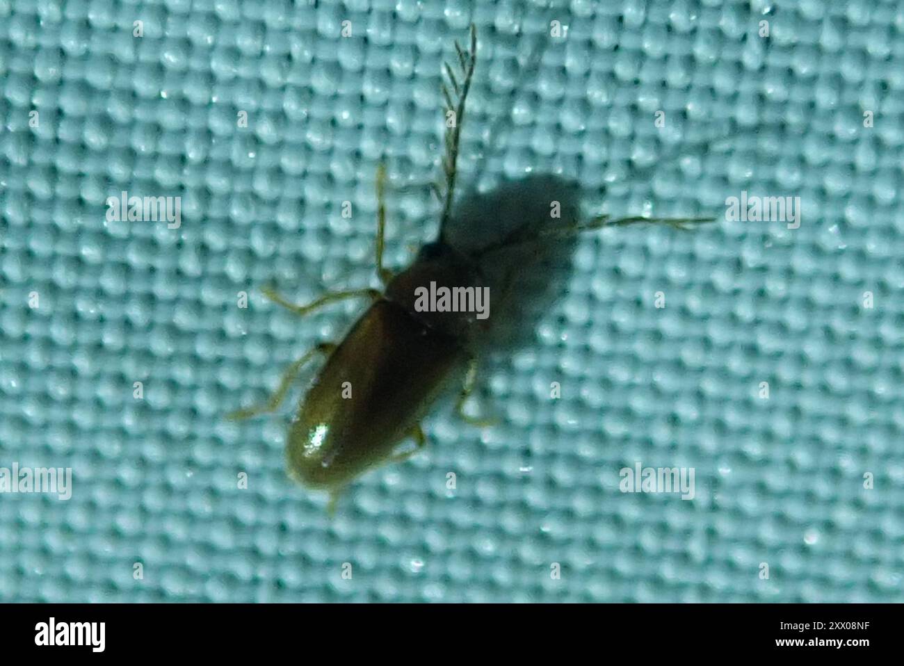 Toe-winged Beetles (Ptilodactylidae) Insecta Stock Photo - Alamy