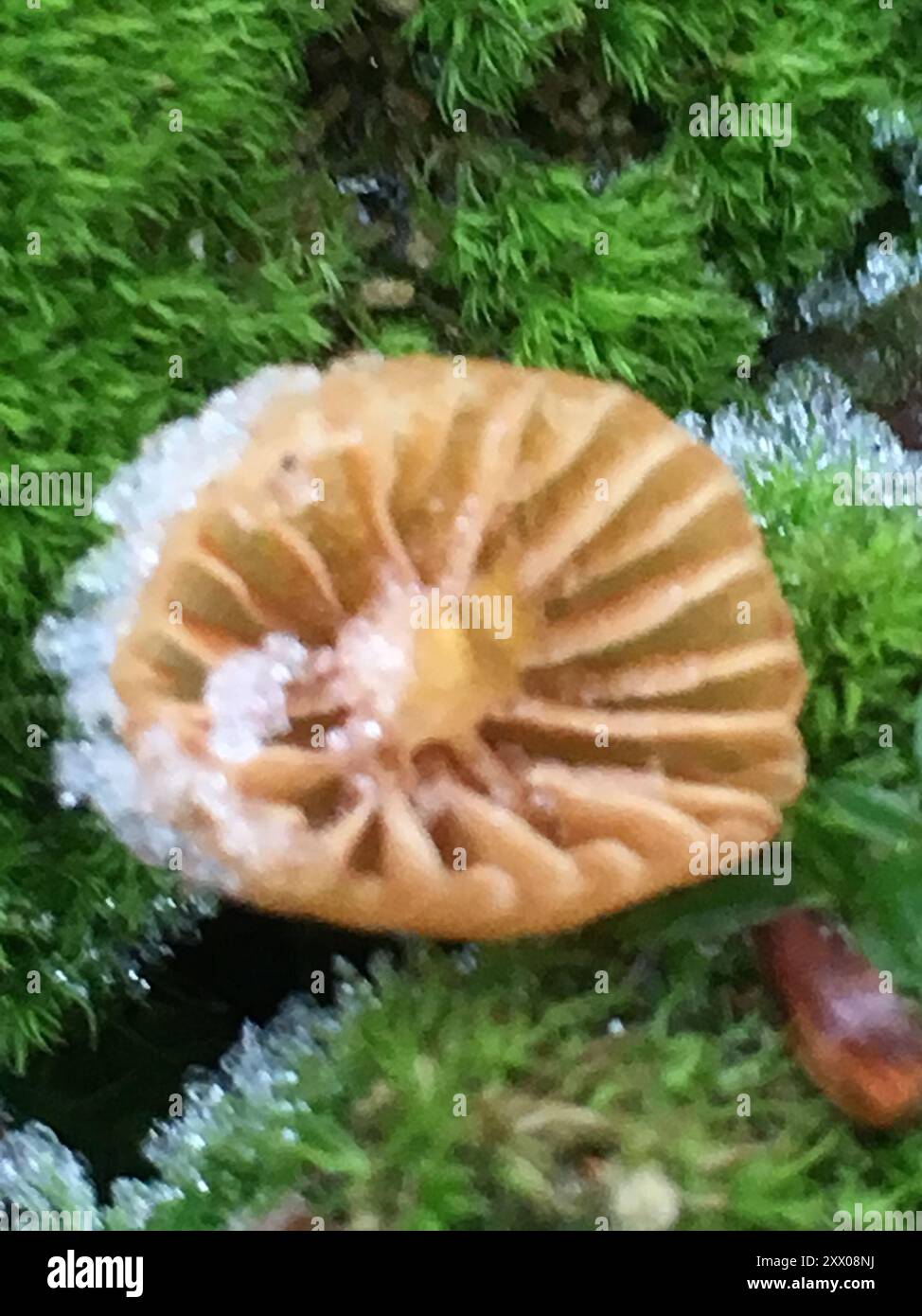 Orange Moss Navel (Rickenella fibula) Fungi Stock Photo - Alamy