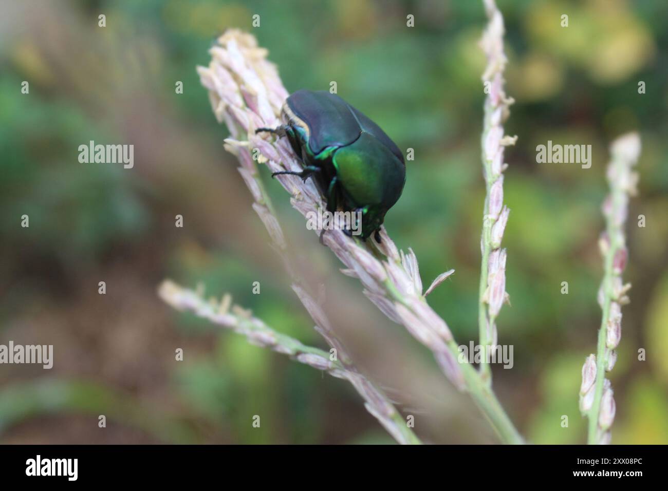 Figeater Beetle (Cotinis mutabilis) Insecta Stock Photo - Alamy