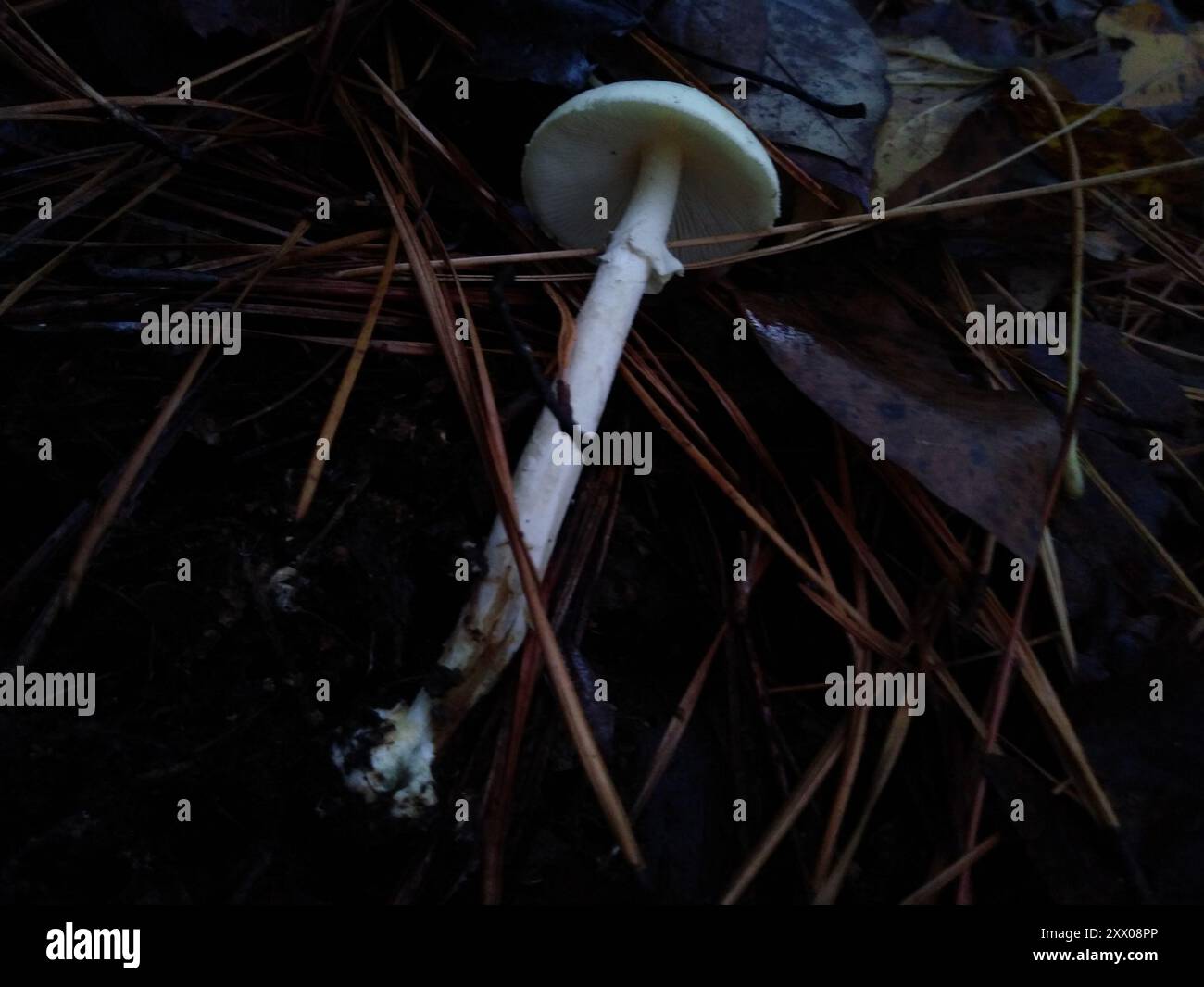Eastern North American Destroying Angel (Amanita bisporigera) Fungi ...