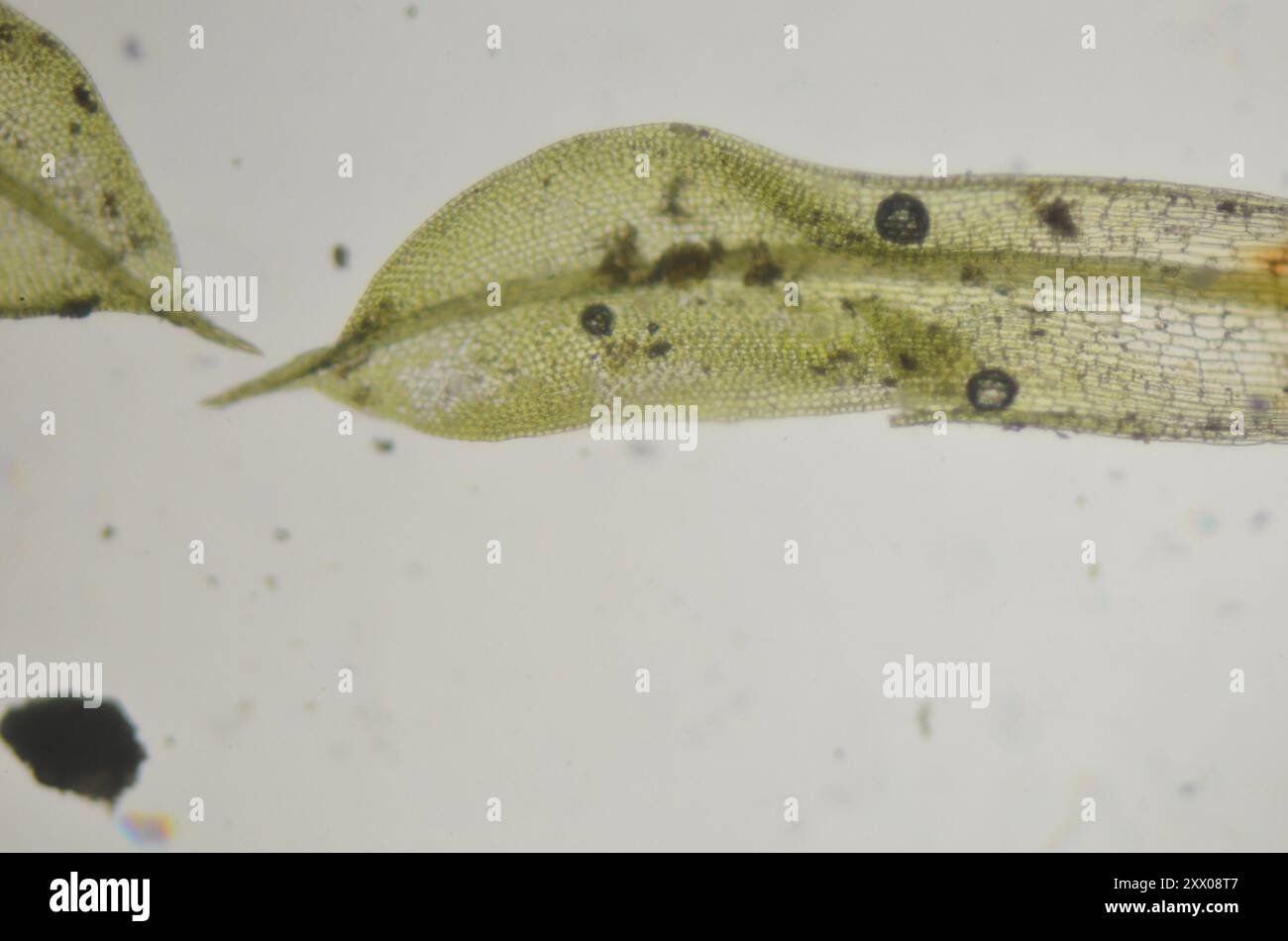 Common Pottia (Tortula truncata) Plantae Stock Photo - Alamy