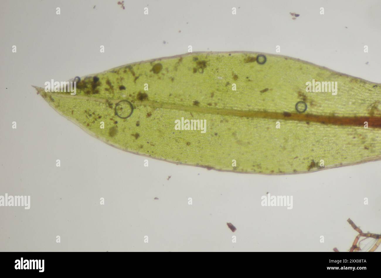 Long-leaved Thread Moss (Ptychostomum pseudotriquetrum) Plantae Stock ...