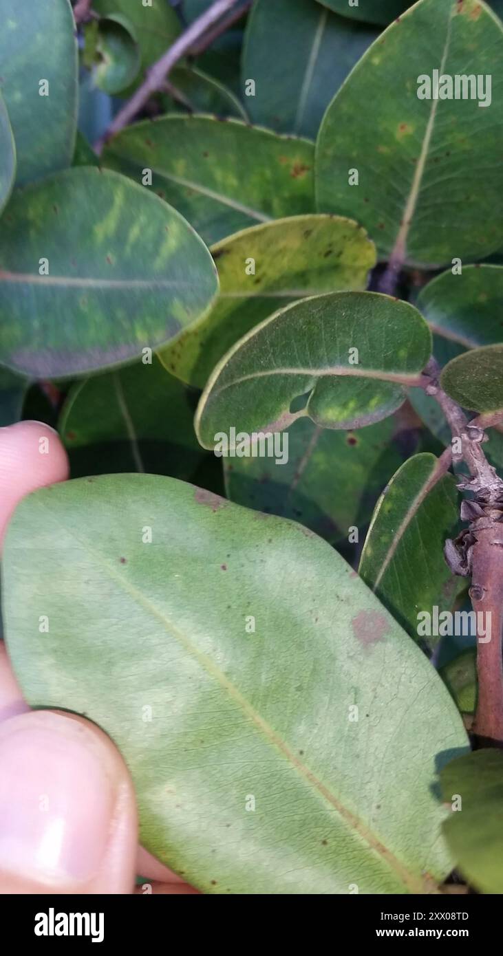 ʻŌhiʻa Lehua (Metrosideros polymorpha) Plantae Stock Photo - Alamy