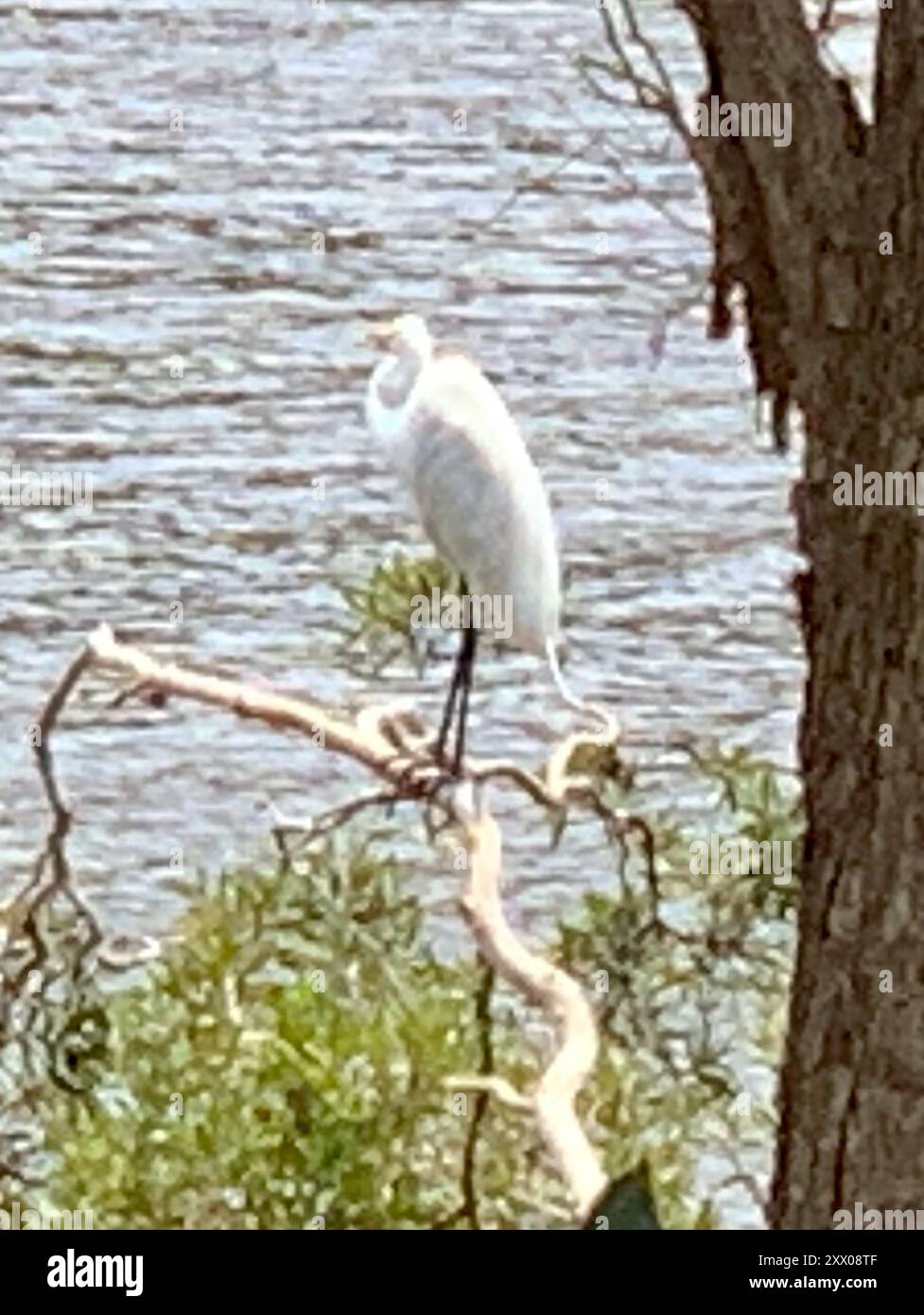 Eastern Great Egret (Ardea alba modesta) Aves Stock Photo - Alamy