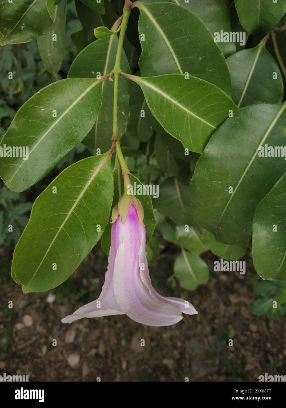 Rubber Vine (Cryptostegia grandiflora) Plantae Stock Photo - Alamy