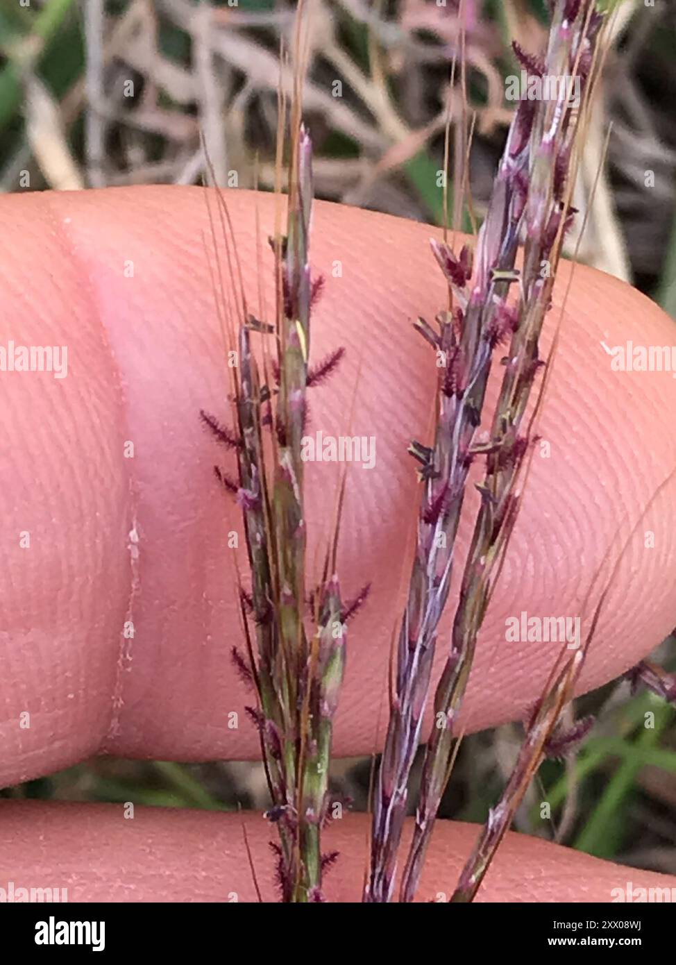 King Ranch bluestem (Bothriochloa ischaemum) Plantae Stock Photo - Alamy
