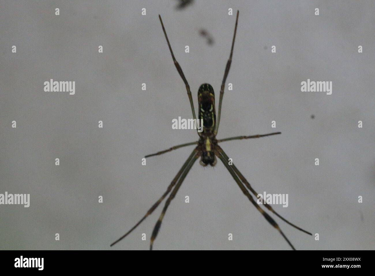 Golden Silk Spider (Trichonephila clavipes) Arachnida Stock Photo - Alamy