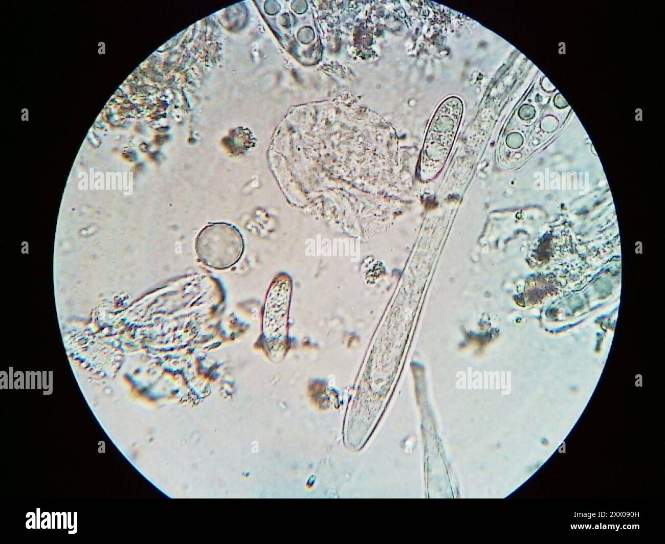 (Propolis farinosa) Fungi Stock Photo - Alamy