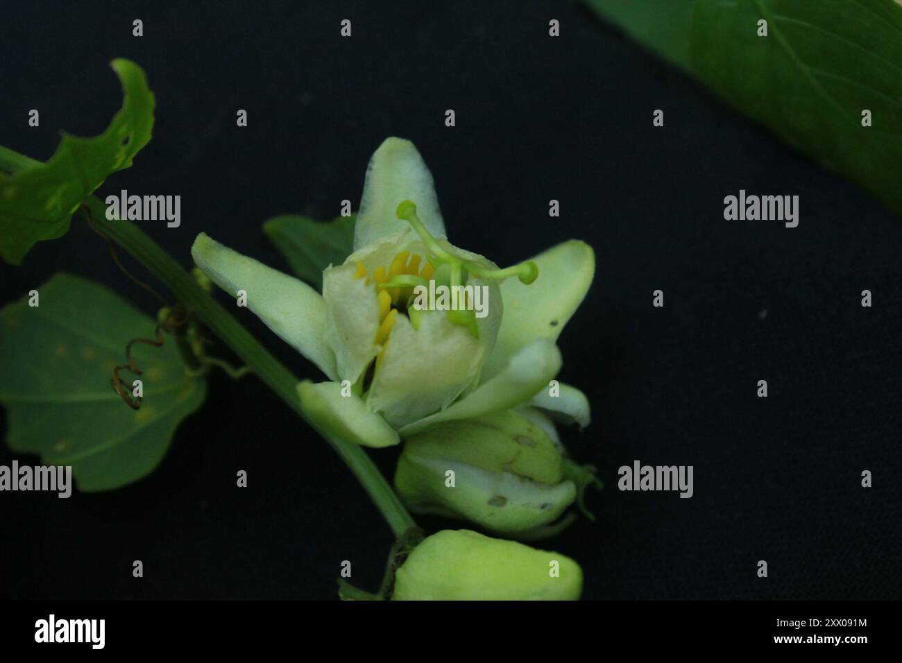 twoflower passionflower (Passiflora biflora) Plantae Stock Photo - Alamy