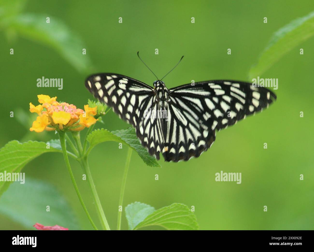Common Mime Swallowtail (Papilio clytia) Insecta Stock Photo - Alamy