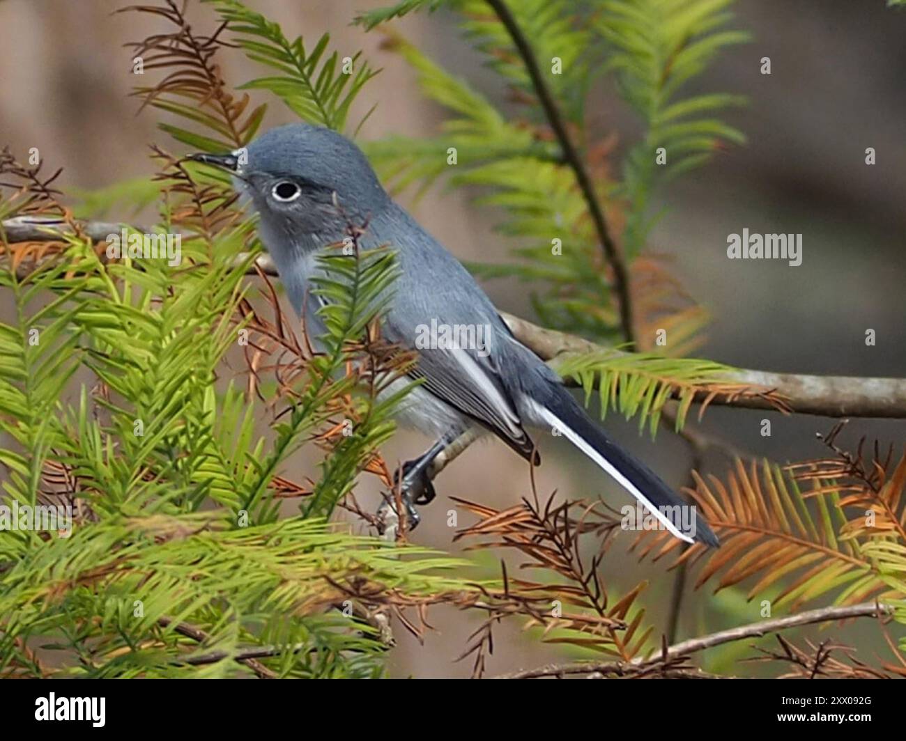 Blue-gray Gnatcatcher (Polioptila caerulea) Aves Stock Photo - Alamy