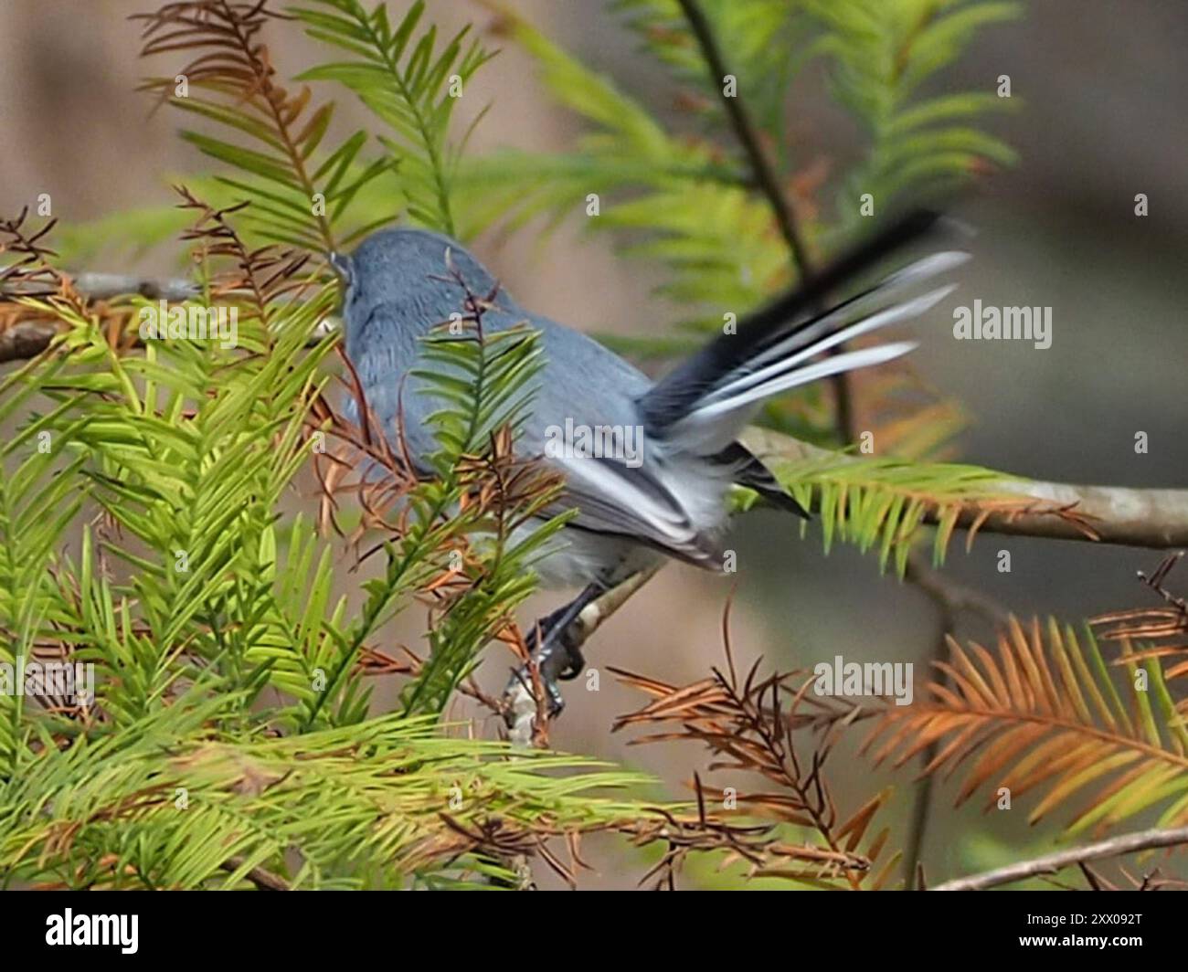 Blue-gray Gnatcatcher (Polioptila caerulea) Aves Stock Photo - Alamy