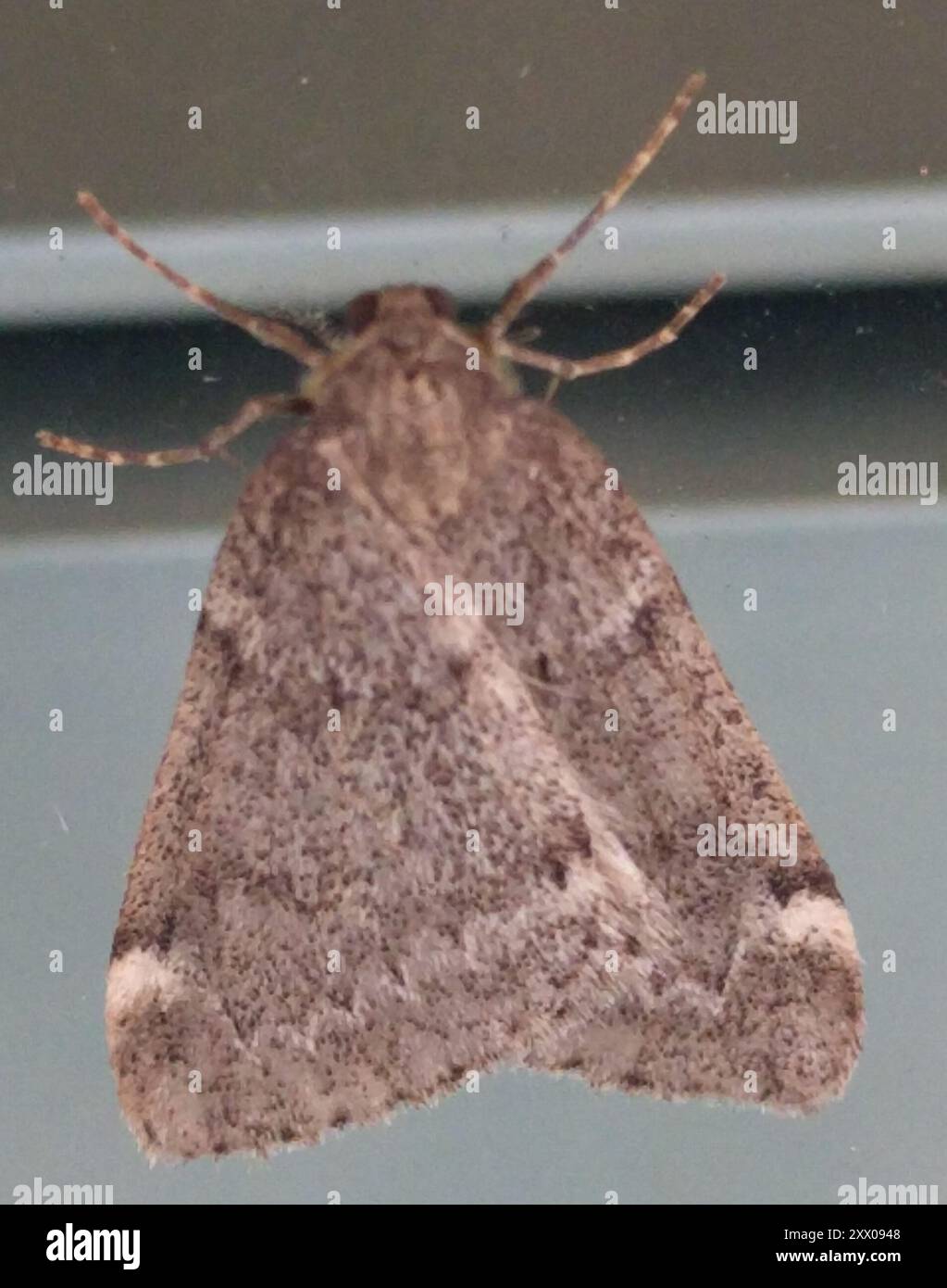 Fall Cankerworm Moth (Alsophila pometaria) Insecta Stock Photo - Alamy